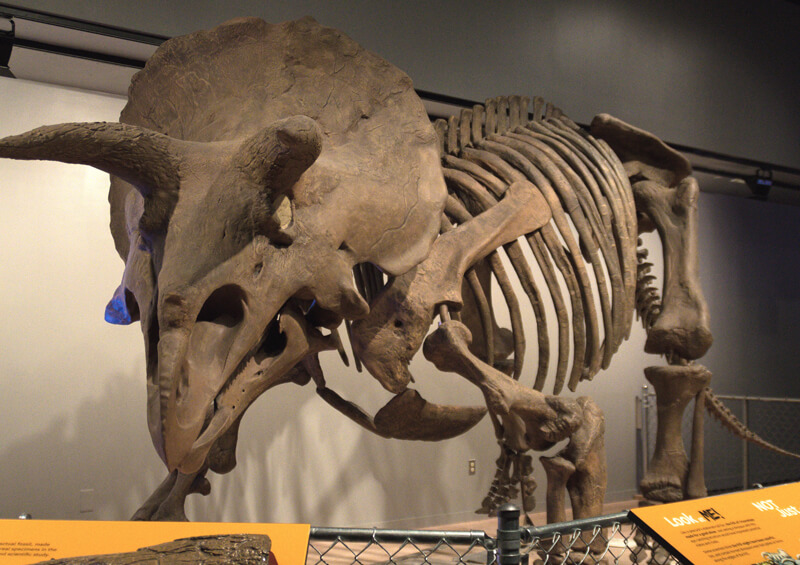 The Smithsonian National Museum of Natural History - Restoration Champ